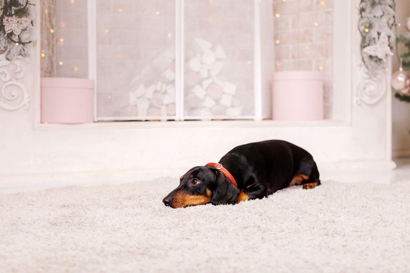 Choosing the Best Carpet for Pet-Friendly Homes | Expert Tips ...
